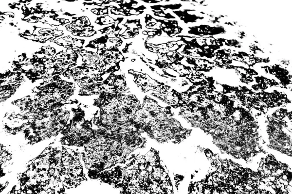 100,000 Timo histologia Vector Images | Depositphotos