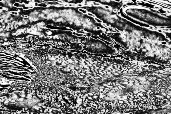 Rough Endoplasmic Reticulum Micrograph