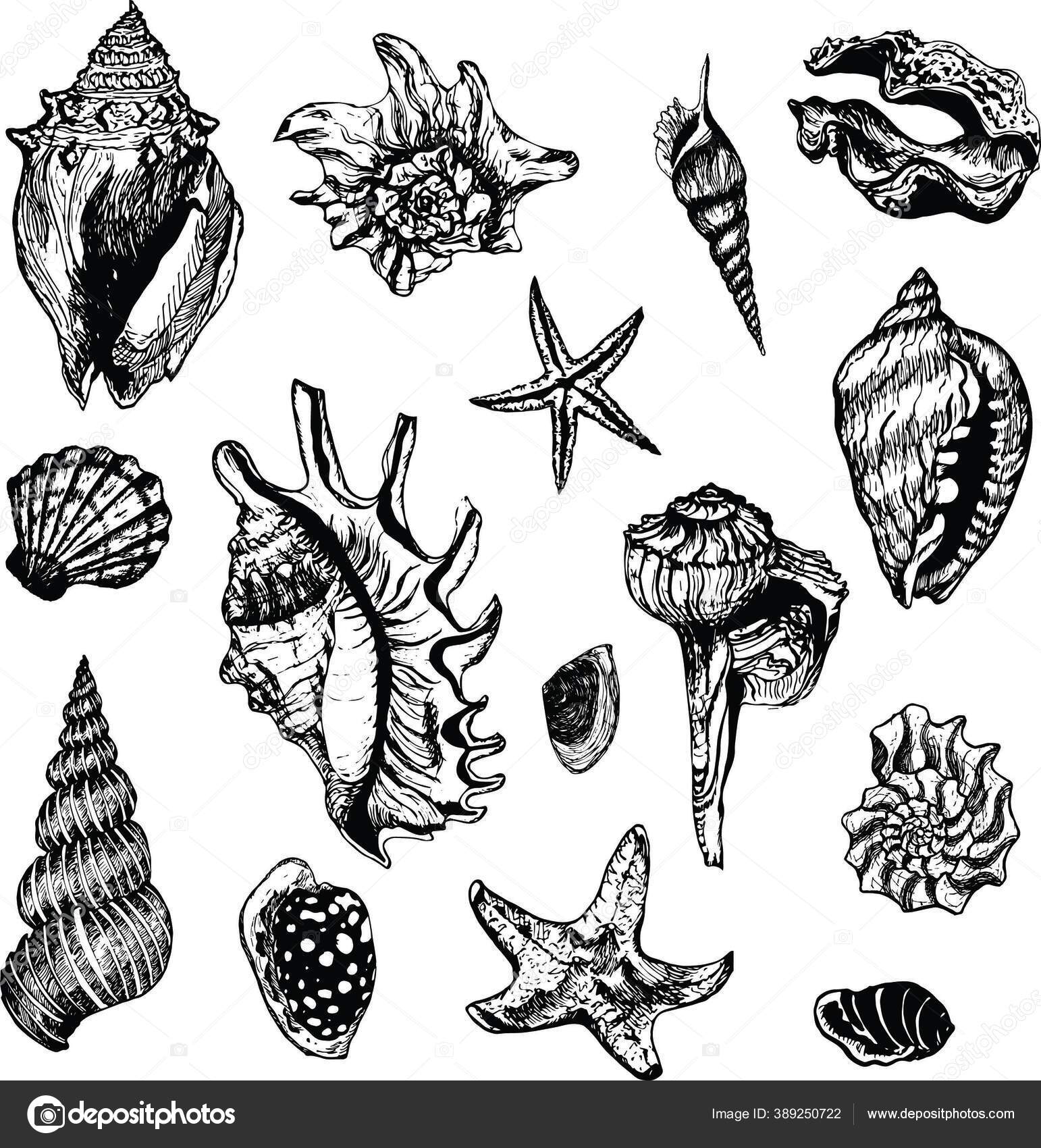 Vector Set Shells Hand Drawn Sketch Collection Stock Vector by ©ksenia ...