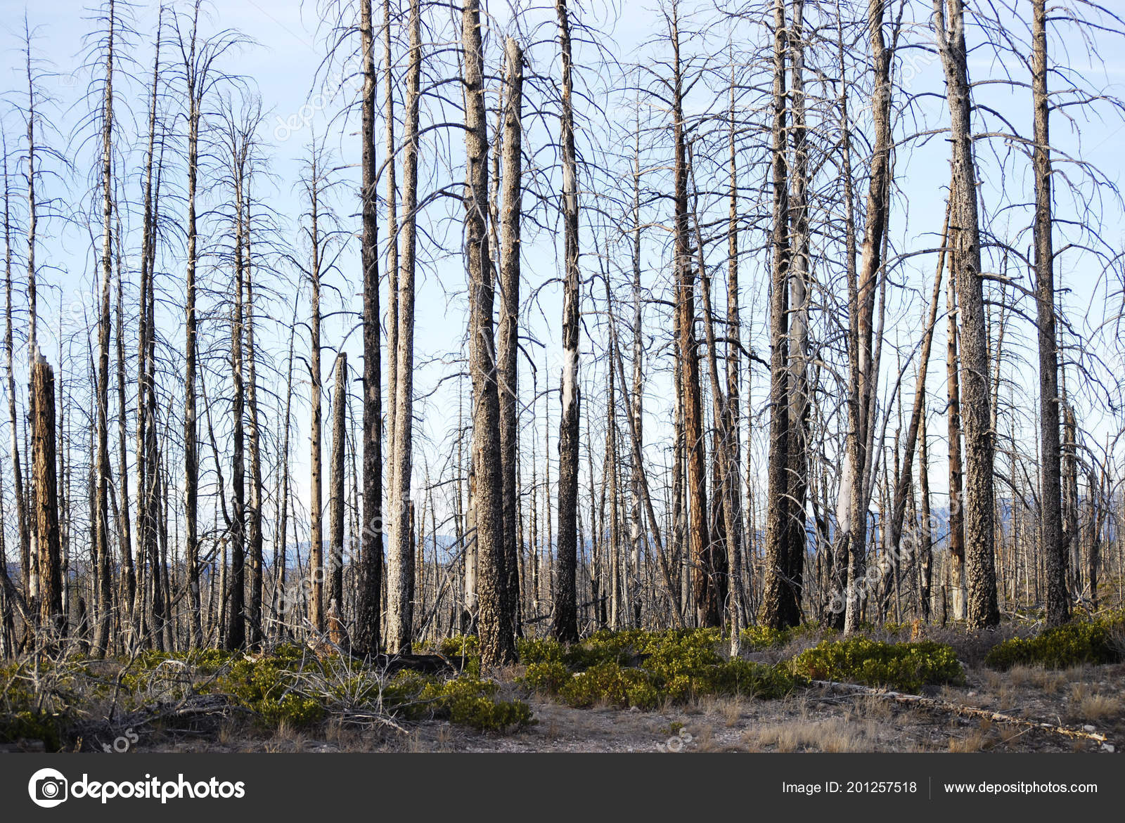 Recovering Forest Fire Dead Trees Nature Didaster — Stock Photo ...