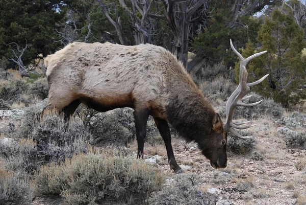 Elk eating tree Stock Photos, Royalty Free Elk eating tree Images ...