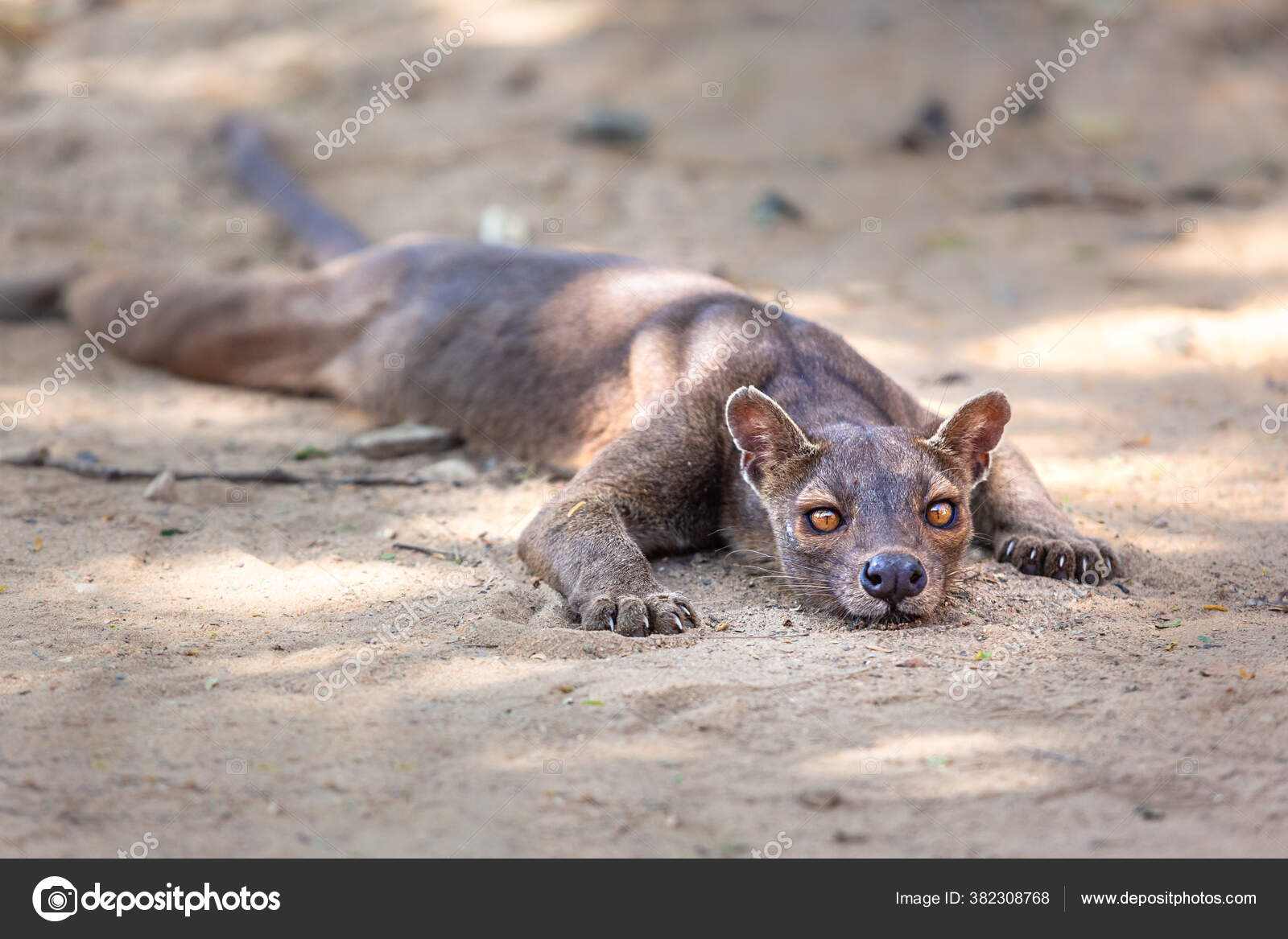 Baby Fossa