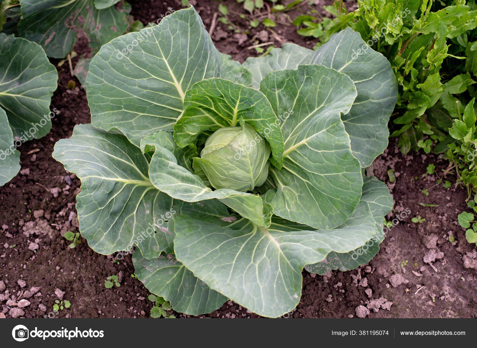 Fresh Green Cabbage Vegetable Field Fresh Air Gardening Organic Eco ...