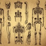 Human skeleton vintage engraving Stock Vector Image by ©Morphart #6762739