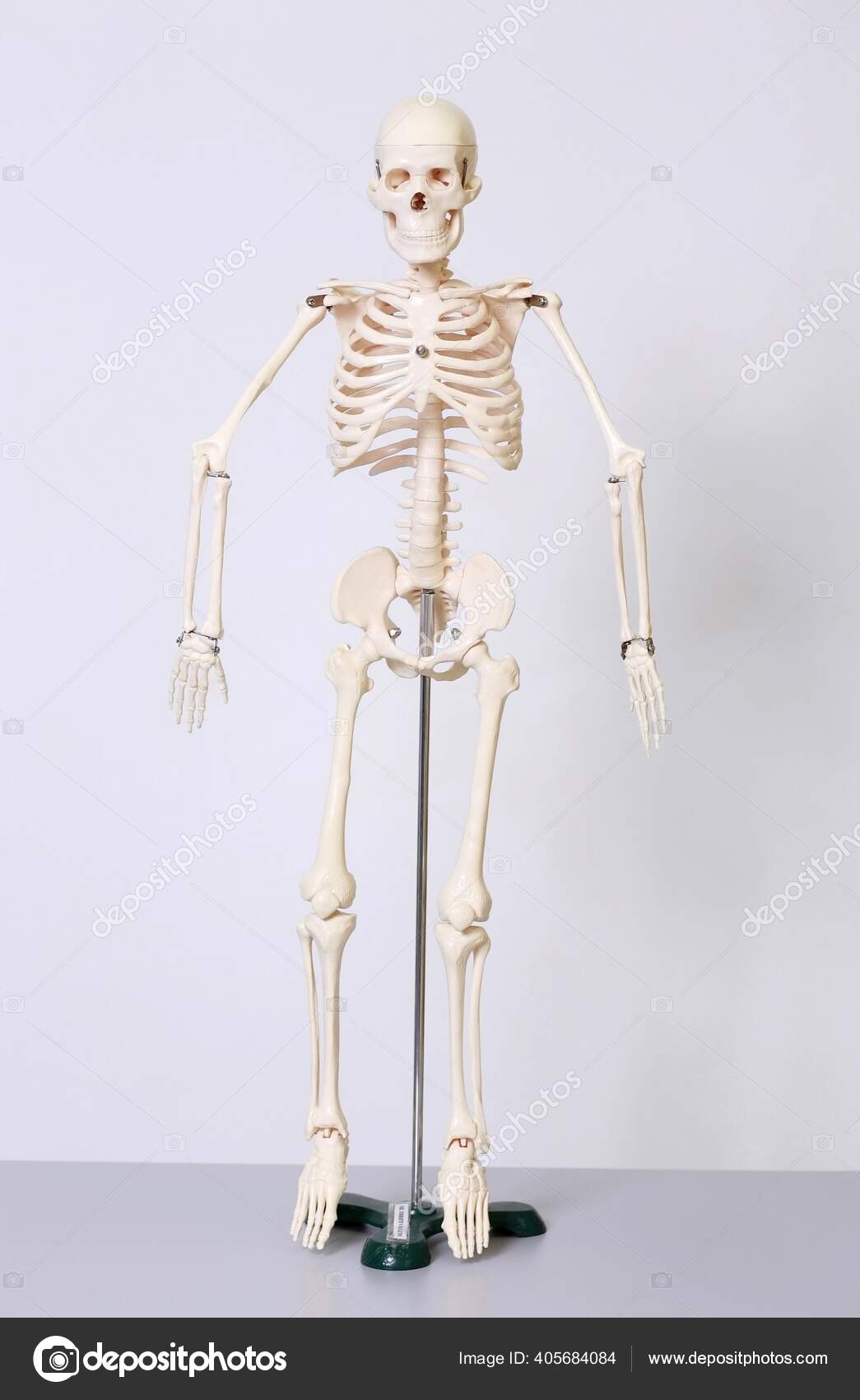 Human Skeleton White Background Stock Photo by ©image_hit 405684084