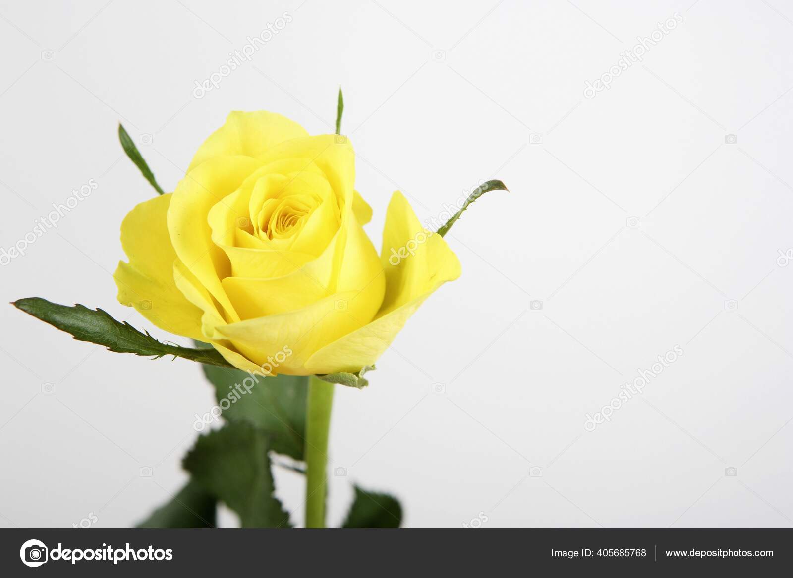 Yellow Rose Flower White Background — Stock Photo © image_hit #405685768