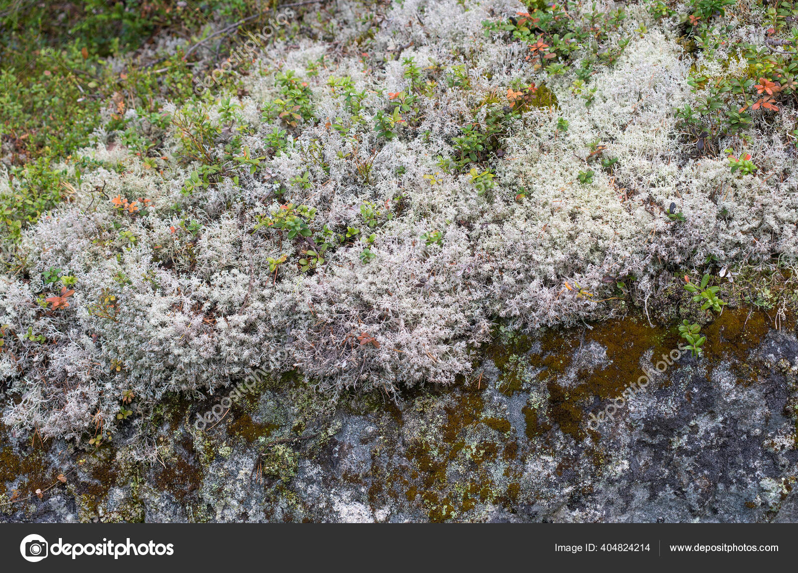 Lichens And Mosses Tundra