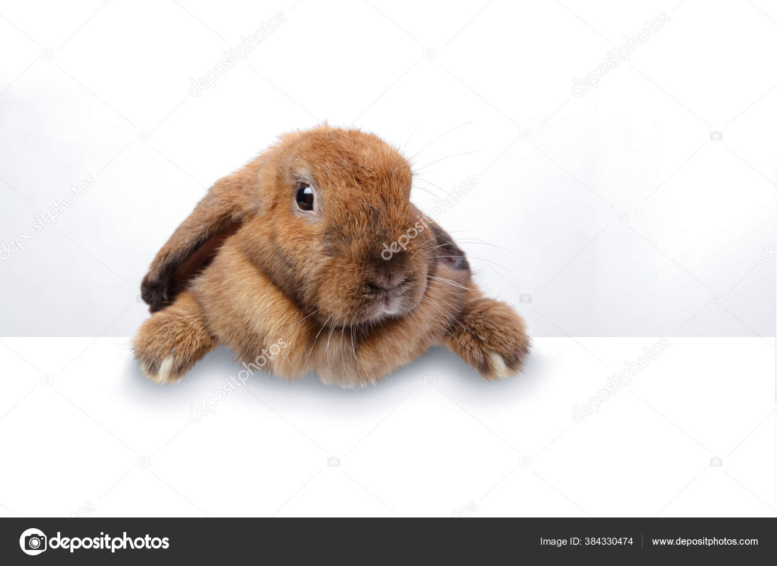 Cute Brown Rabbit Standing Edge White Wall Festival Concept Copy Stock ...