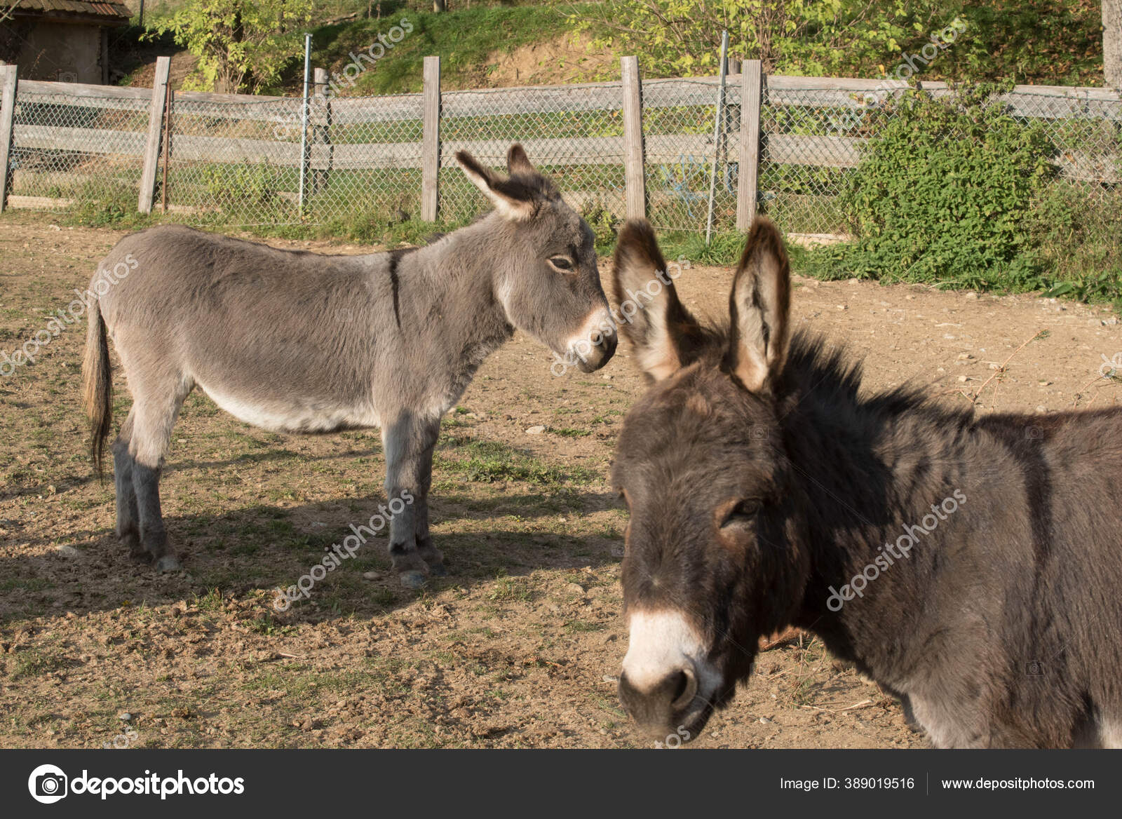 Donkey Butt