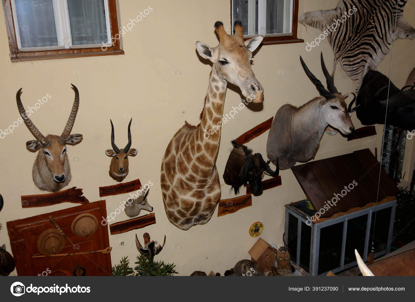 Big Game Hunting Trophies Wall House — Stock Photo © egubisch #391237090