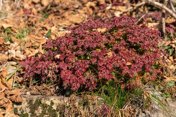 planta alpina roja creciendo en la roca en las montañas, día soleado ...