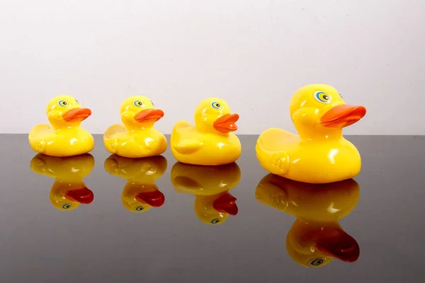 Group Ducks Follwing Big Duck Leadership Conceptual Stock Photo by ...