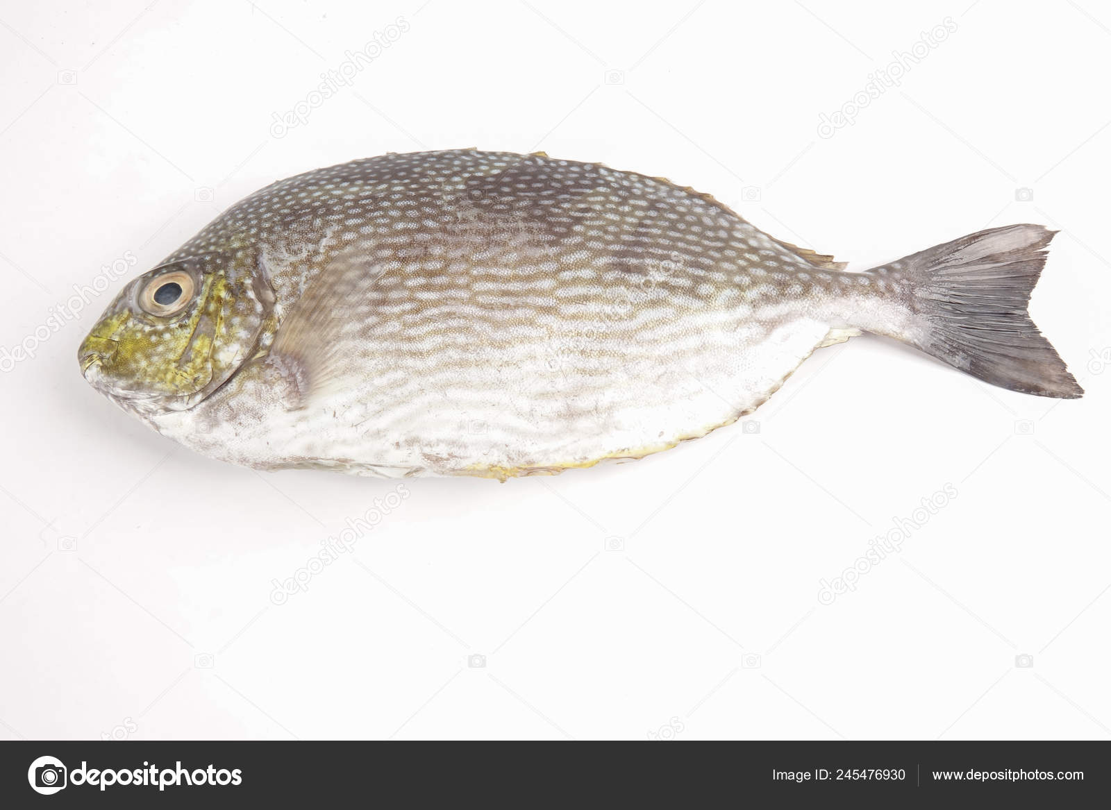 Fresh Lamayo Fish Isolated White — Stock Photo © tuahlensa #245476930