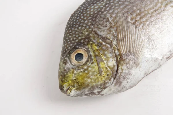 Fresh Lamayo Fish Isolated White — Stock Photo © tuahlensa #245476894