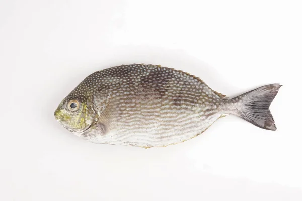 Fresh Lamayo Fish Isolated White — Stock Photo © tuahlensa #245476894