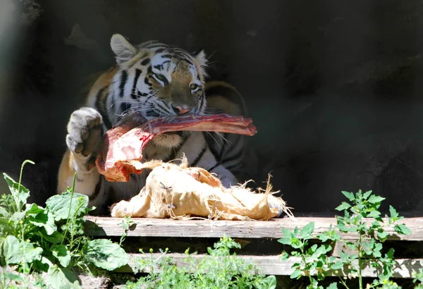 Tiger eats meatStock-fotos, royaltyfrie Tiger eats meat billeder ...