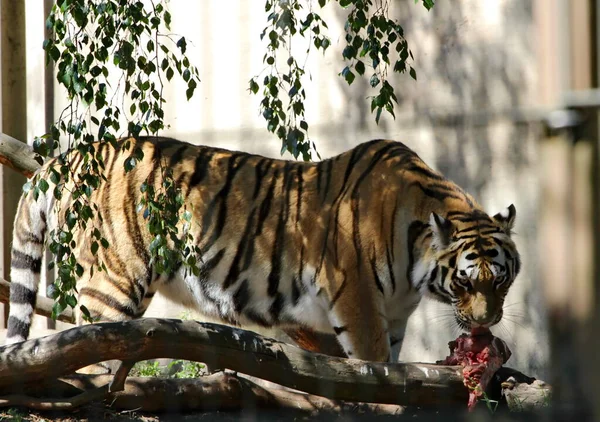 Tiger eats meatStock-fotos, royaltyfrie Tiger eats meat billeder ...