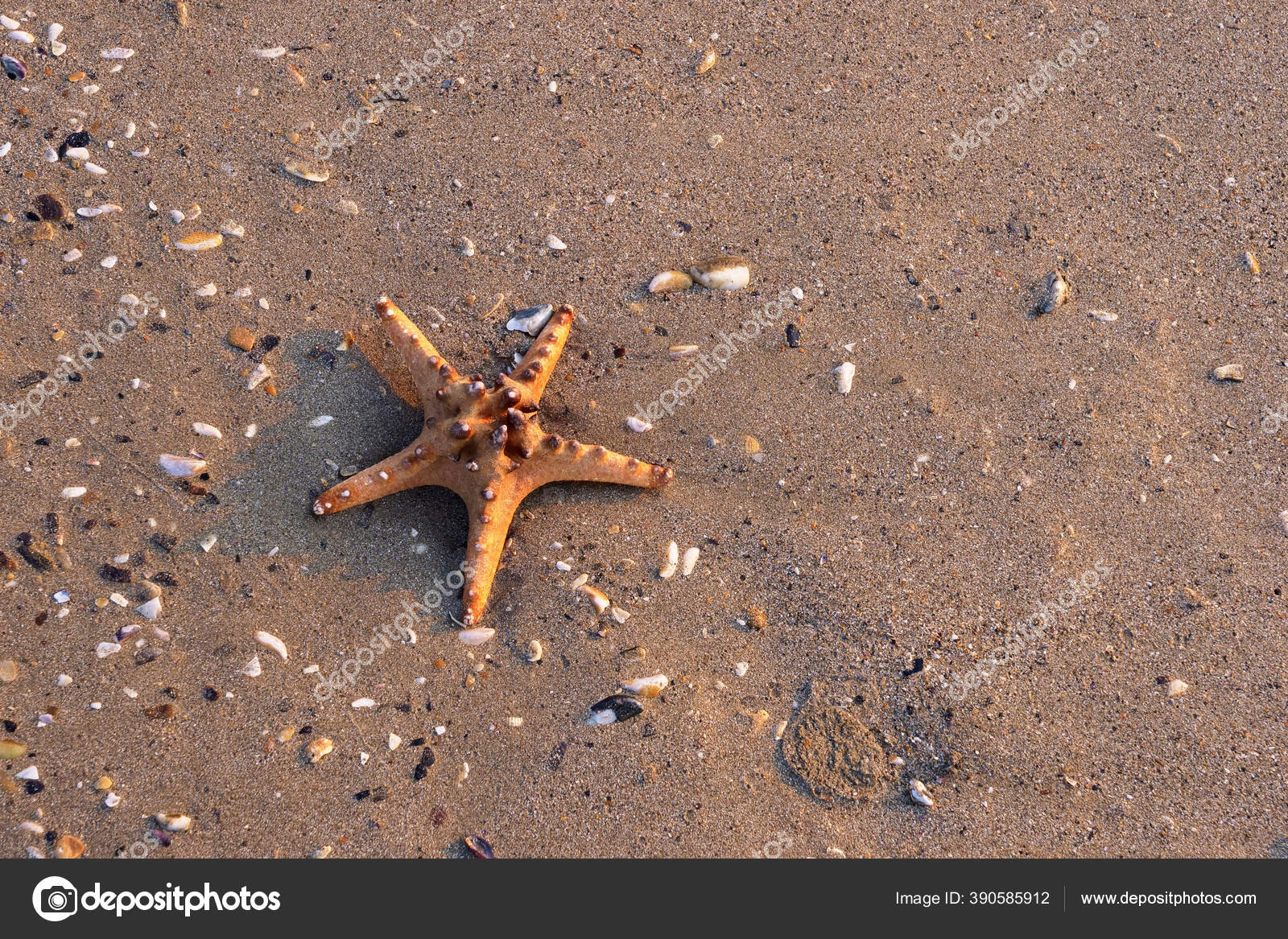 Sea Star Sand Beach — Stock Photo © Adrian_2016 #390585912