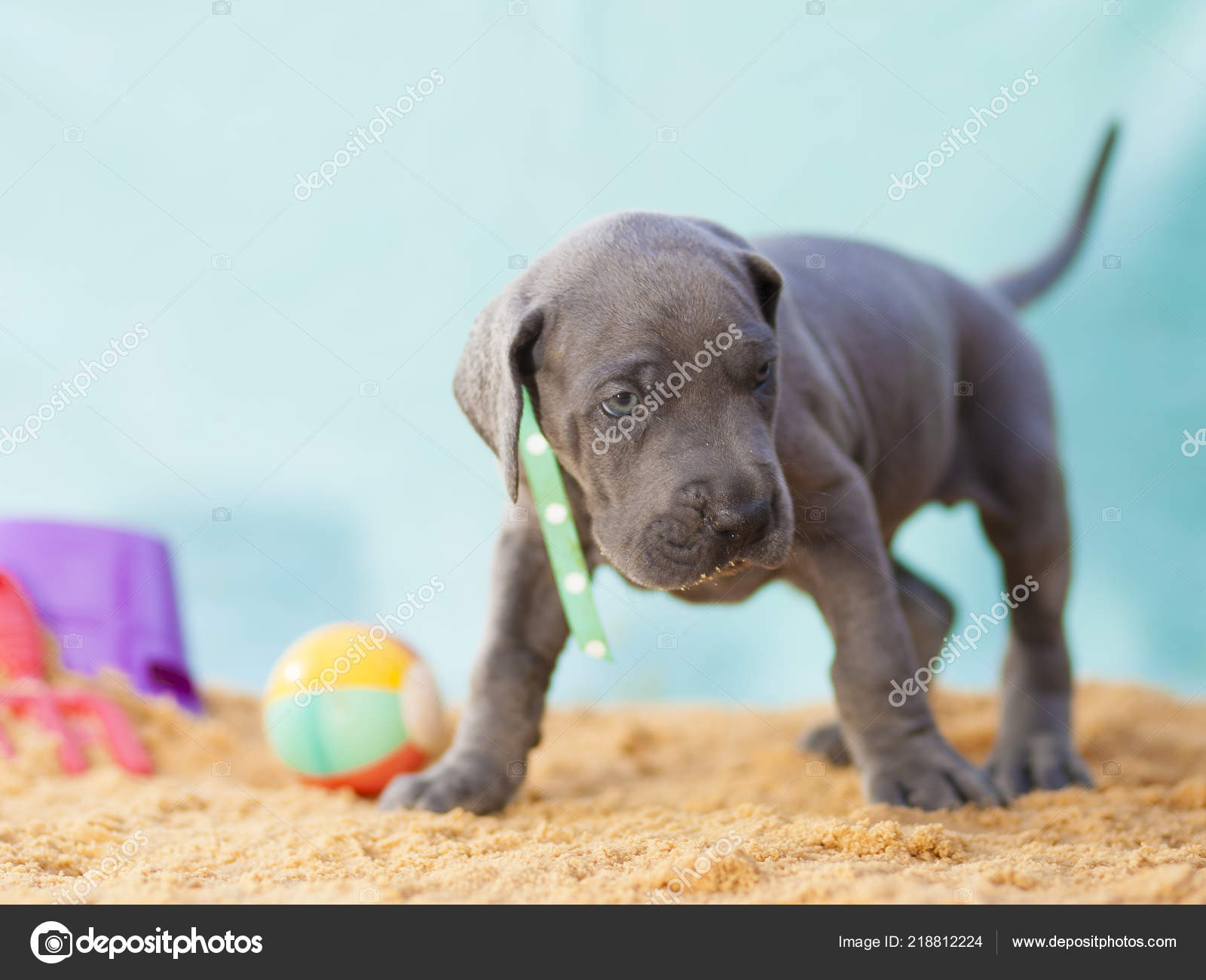Cute Blue Great Dane Puppies