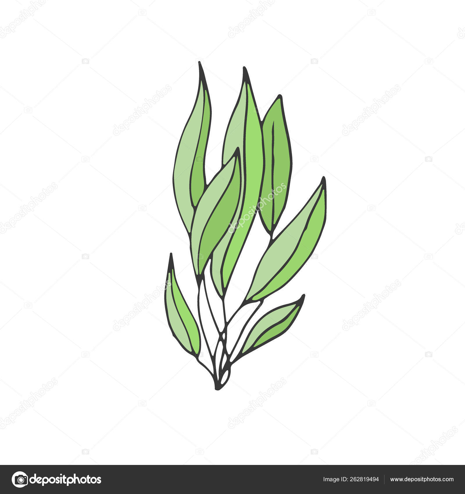 Green Seaweed illustration. Vector plant icon. Stock Vector Image by ©m ...