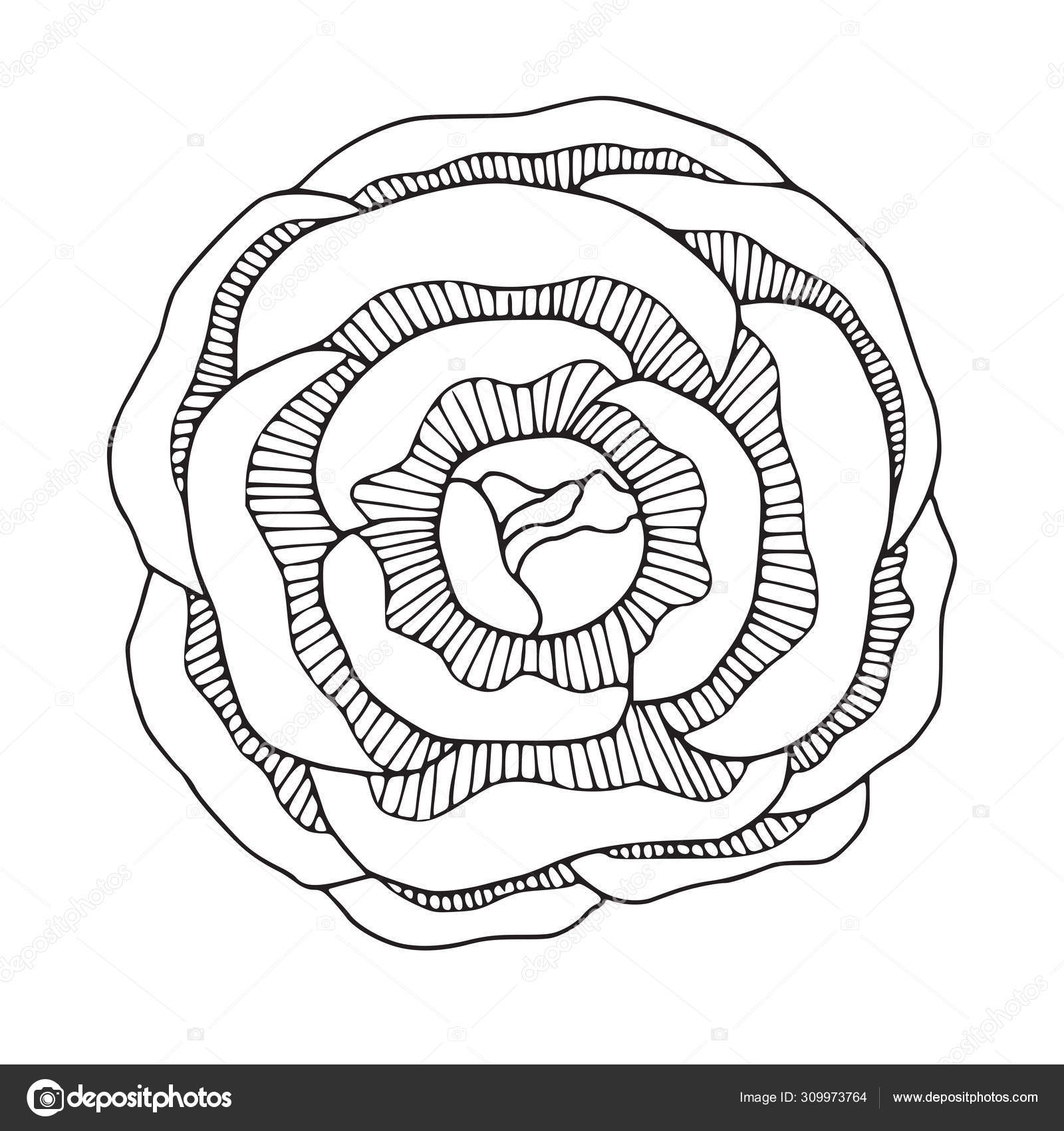 Ilustrasi Bunga Mawar Seni Garis Bunga Minimalistik Bunga Mawar Halaman ...