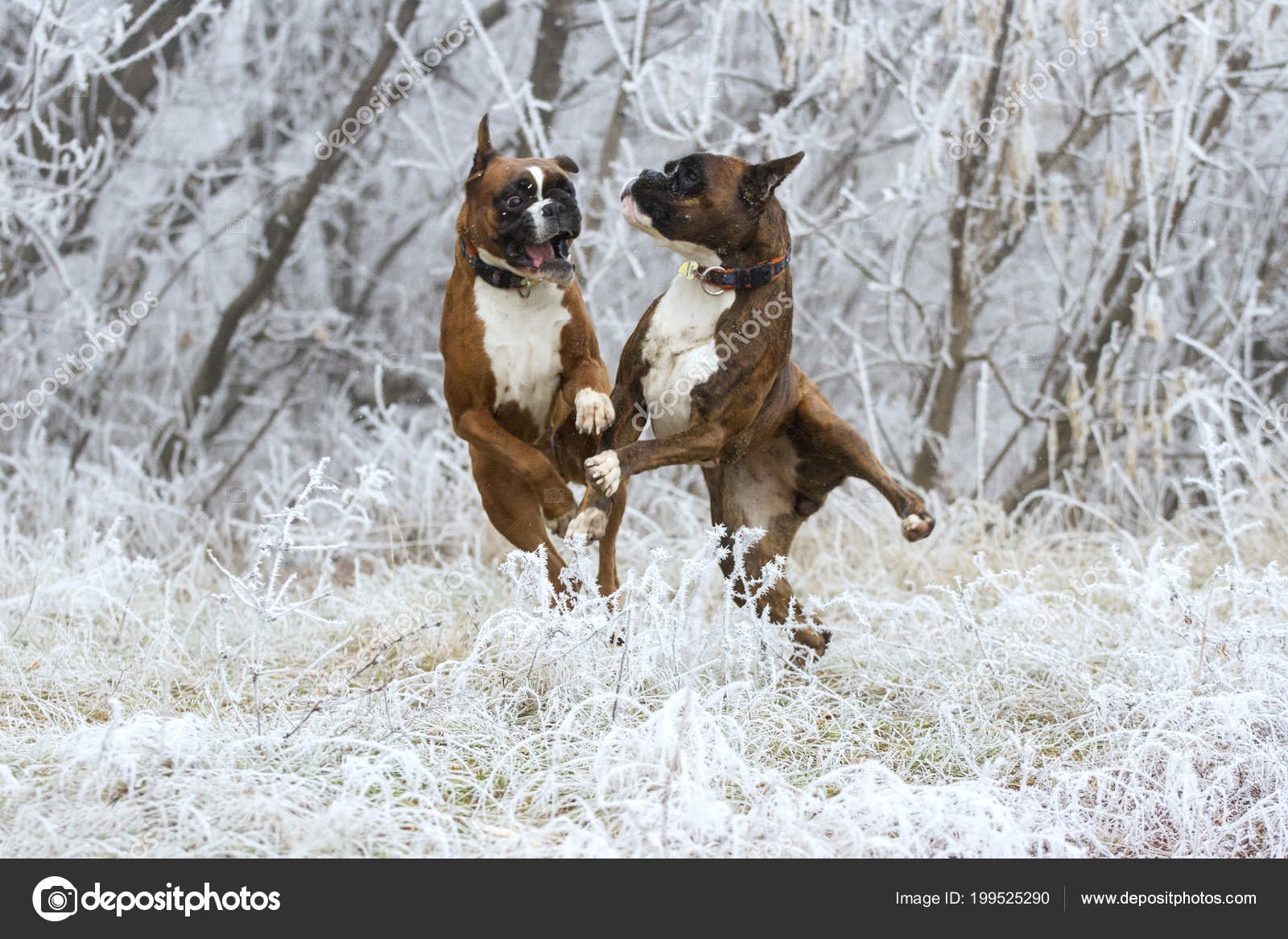 How To Keep A Boxer Dog Warm In Winter