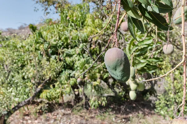 Mangoes hanging on Tree in a mango garden - Stock Image - Everypixel
