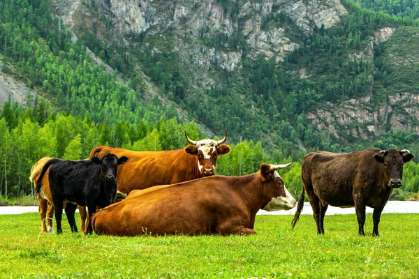Cattle colorado Stock Photos, Royalty Free Cattle colorado Images ...