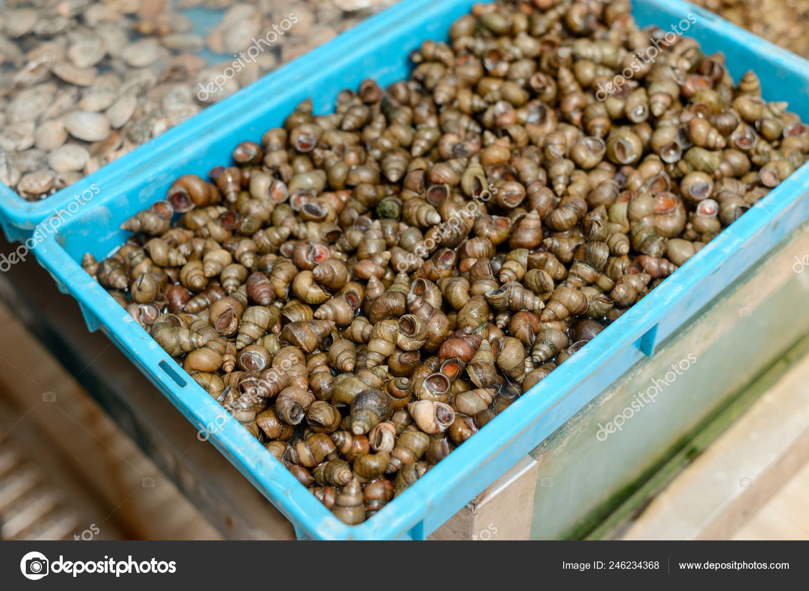 Mollusks in a box Stock Photo by ©YGphoto 246234368