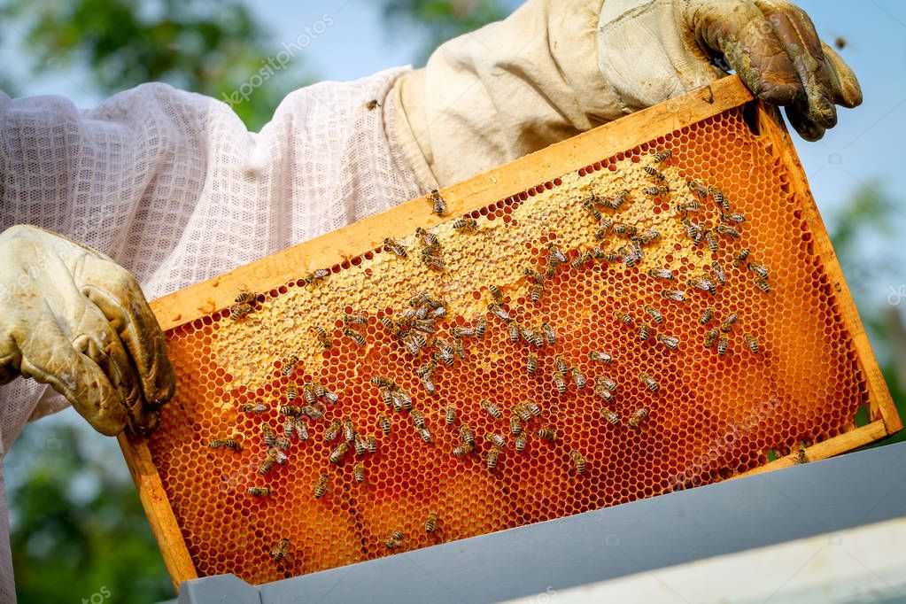 Apicultor que controla la colonia y las abejas 2024