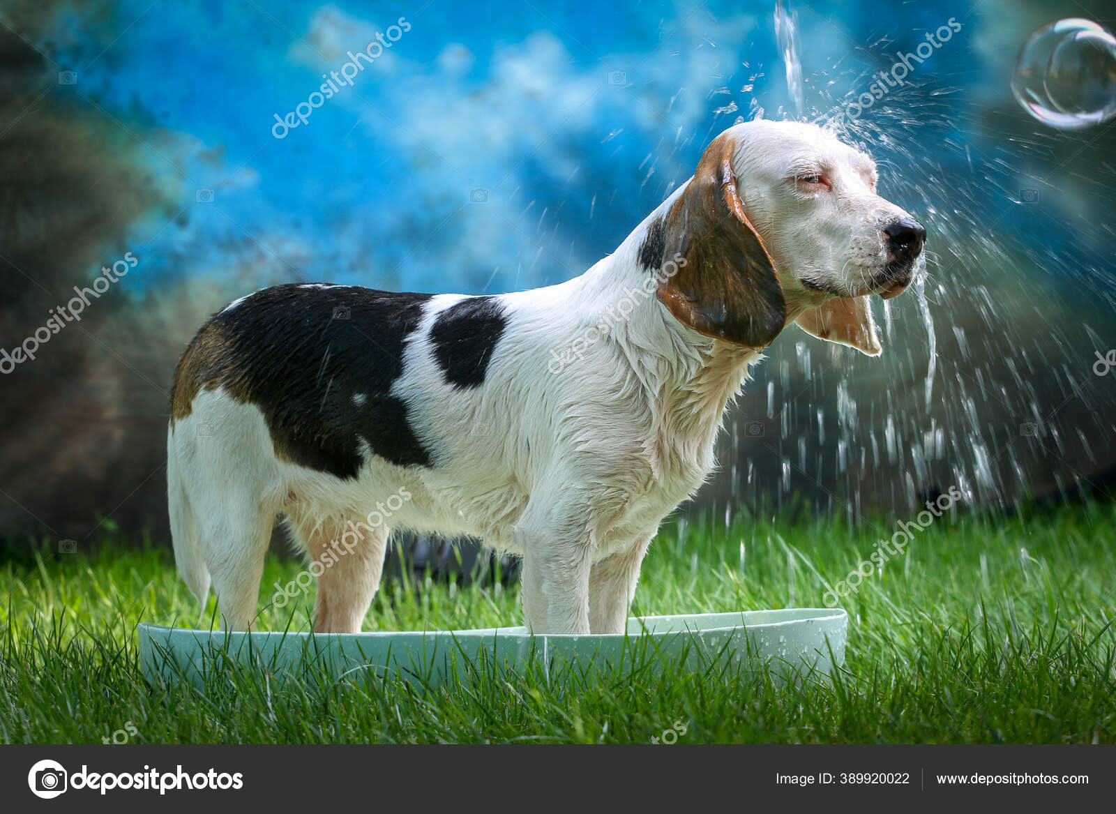 Cute Dog Having Bath Summer Sponge Soap — Stock Photo © tcsaba #389920022