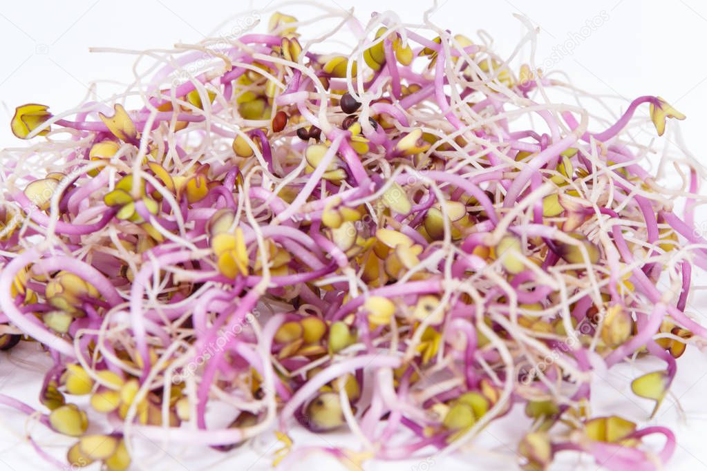 Brotes nutritivos de col rizada como fuente de vitaminas y minerales ...