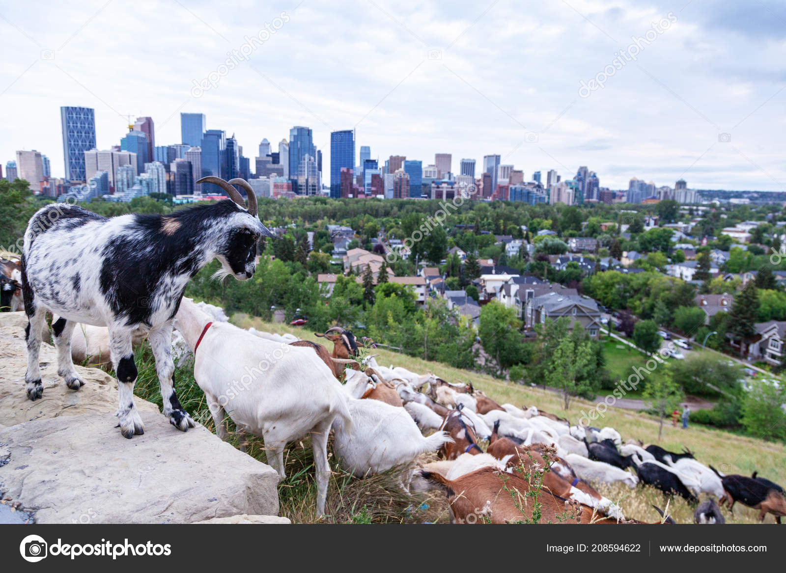 Goats Eating Weeds Calgary Park Part City's Targeted Grazing Plan Stock ...