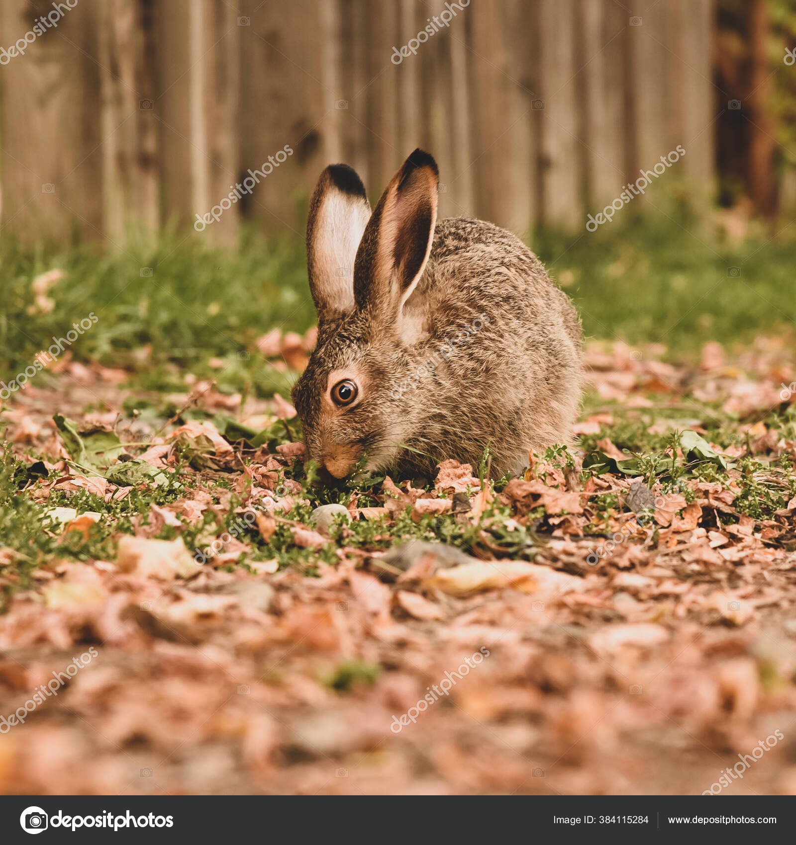 Wild Rabbit Autumn Leaves — Stock Photo © Iris_ka_ #384115284