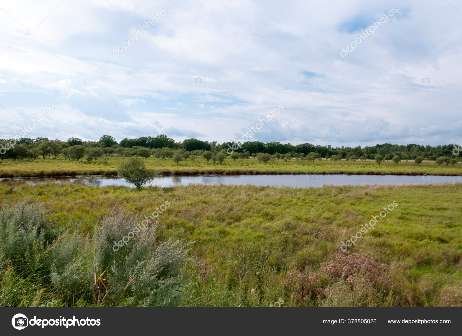 Water Grass Trees — Stock Photo © 74Katerina #378805026