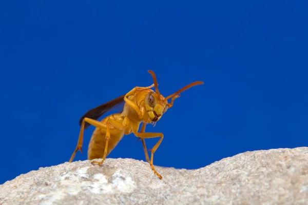 Cricket is an insect Stock Photos, Royalty Free Cricket is an insect ...