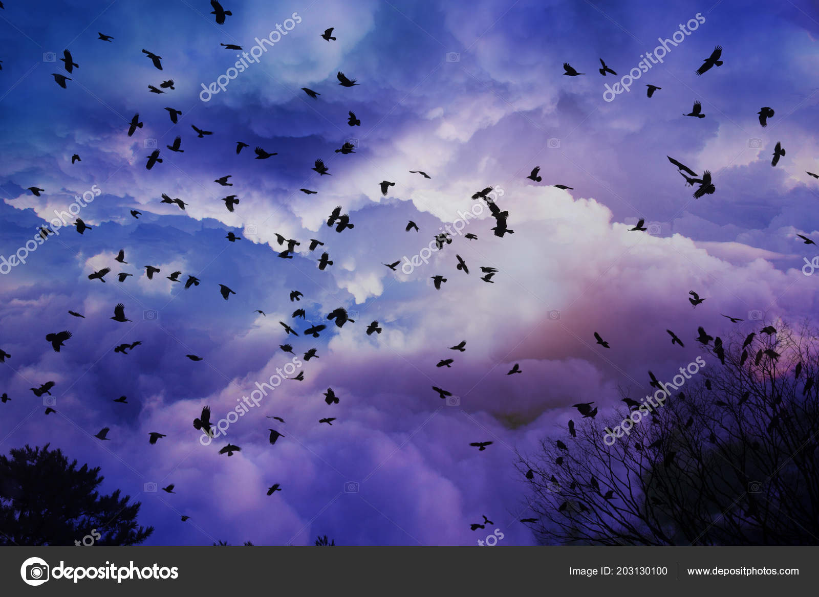 Ravens Flying In A Flock
