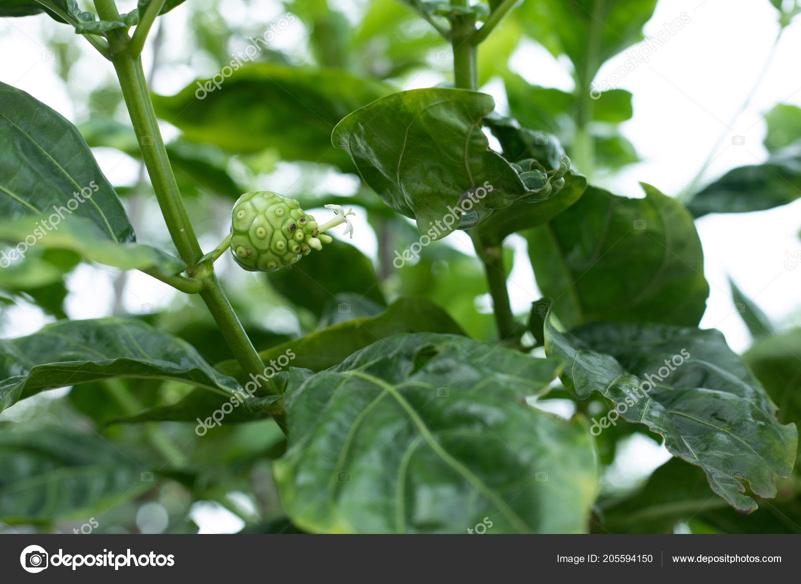 Morinda Citrifolia Fruit Leaf Noni Cheese Fruit — Stock Photo ...