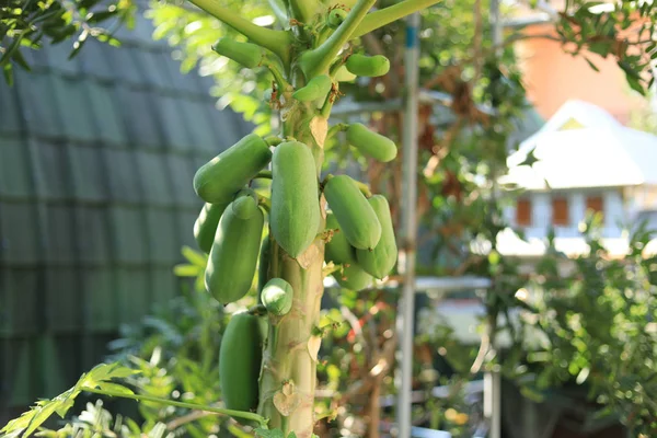 Beanstalk climber Stock Photos, Royalty Free Beanstalk climber Images ...