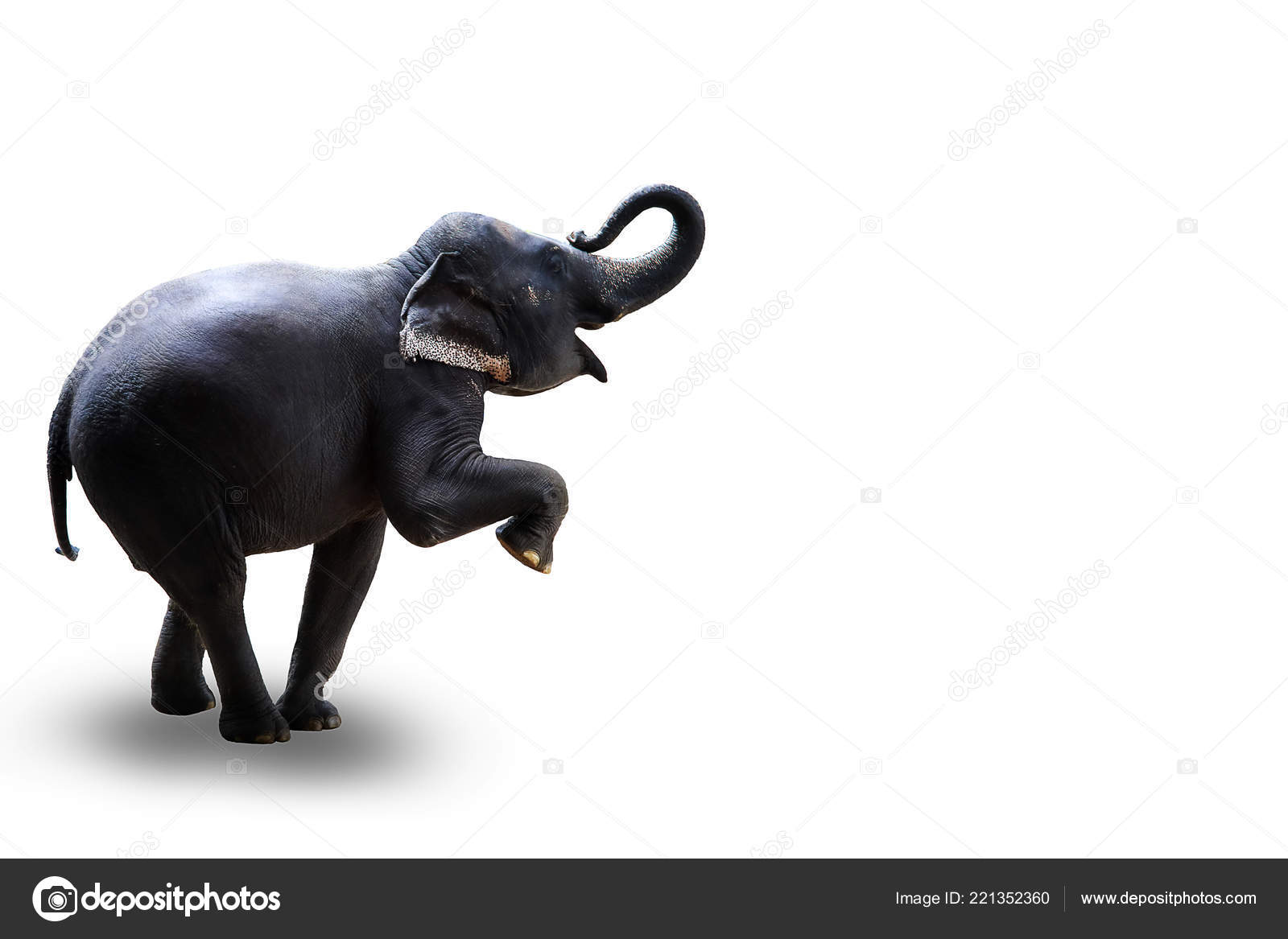 Two Legged Elephant