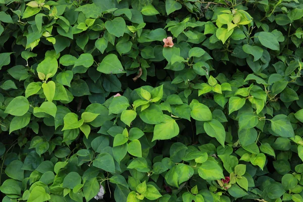 Listy Zelený Pozadí — Stock Fotografie © nitimongkolchai #207934982