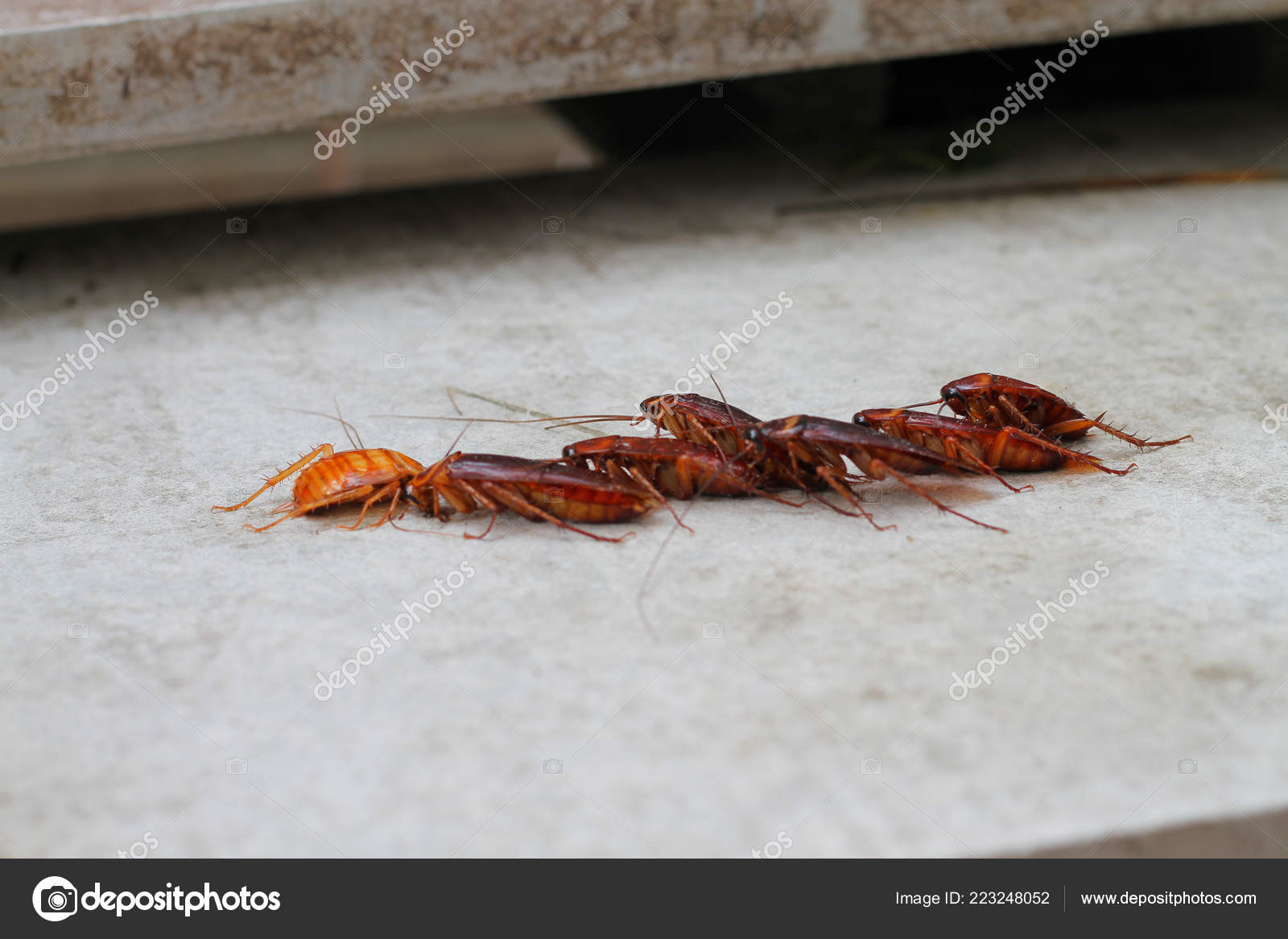 Cockroach Concrete Floor Stock Photo by ©nitimongkolchai 223248052