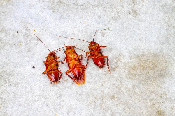Cockroach Concrete Floor Stock Photo by ©nitimongkolchai 223248052