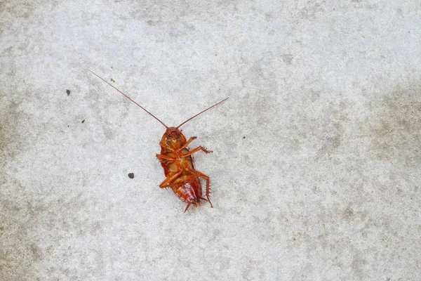 Cockroach Concrete Floor Stock Photo by ©nitimongkolchai 223248052