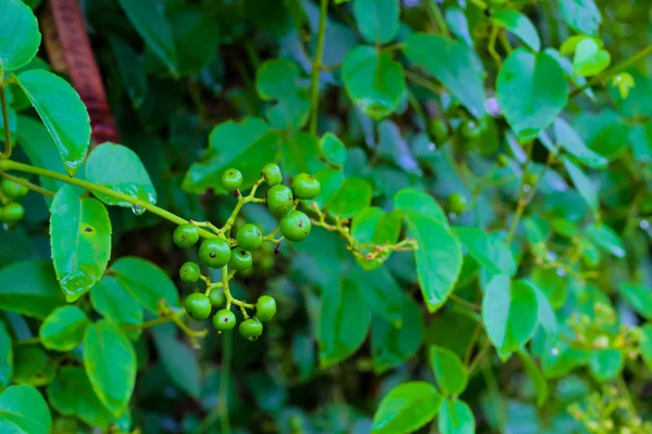 Ficus botryocarpa Miq. Cuea ching (Yala) o MORACEAE, Ficus es un género de cerca de 850 especies ...
