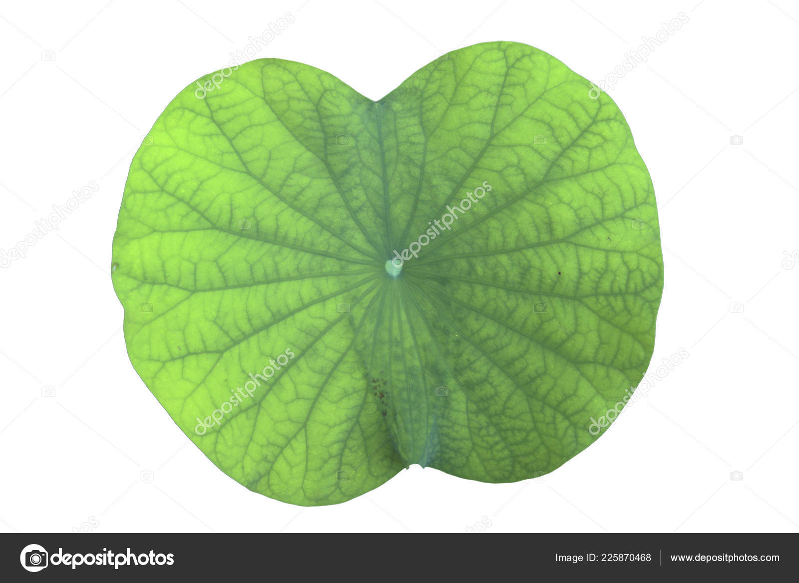 Lotus Leaf Texture Background Stock Photo by ©nitimongkolchai 225870468