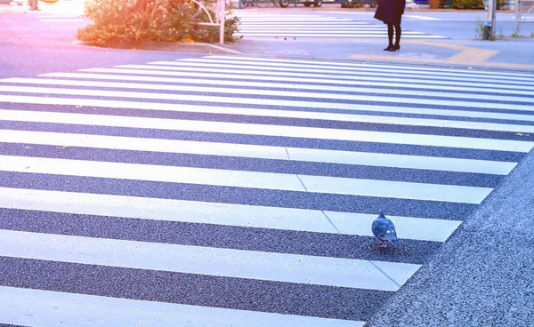 Dove takes the road across through the zebra traffic walkway : Concept ...