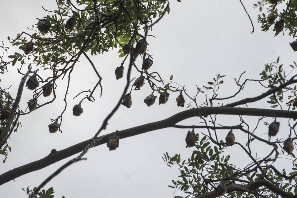 Árbol con una colonia de murciélagos en la antigua Casa de Gobernadores ...