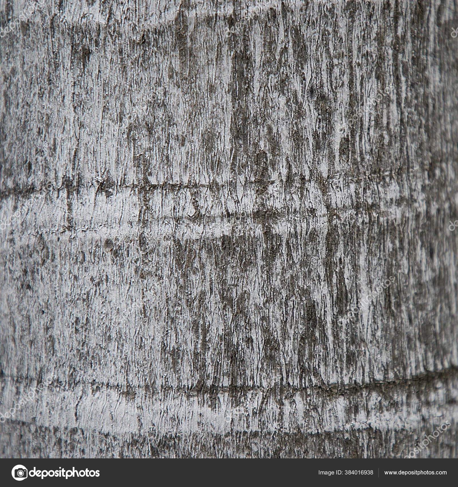 Solid Palm Tree Texture Background Gray Color Horizontal Pattern ...