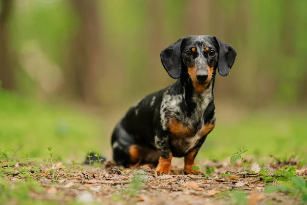 Marble dachshund Stock Photos, Royalty Free Marble dachshund Images ...